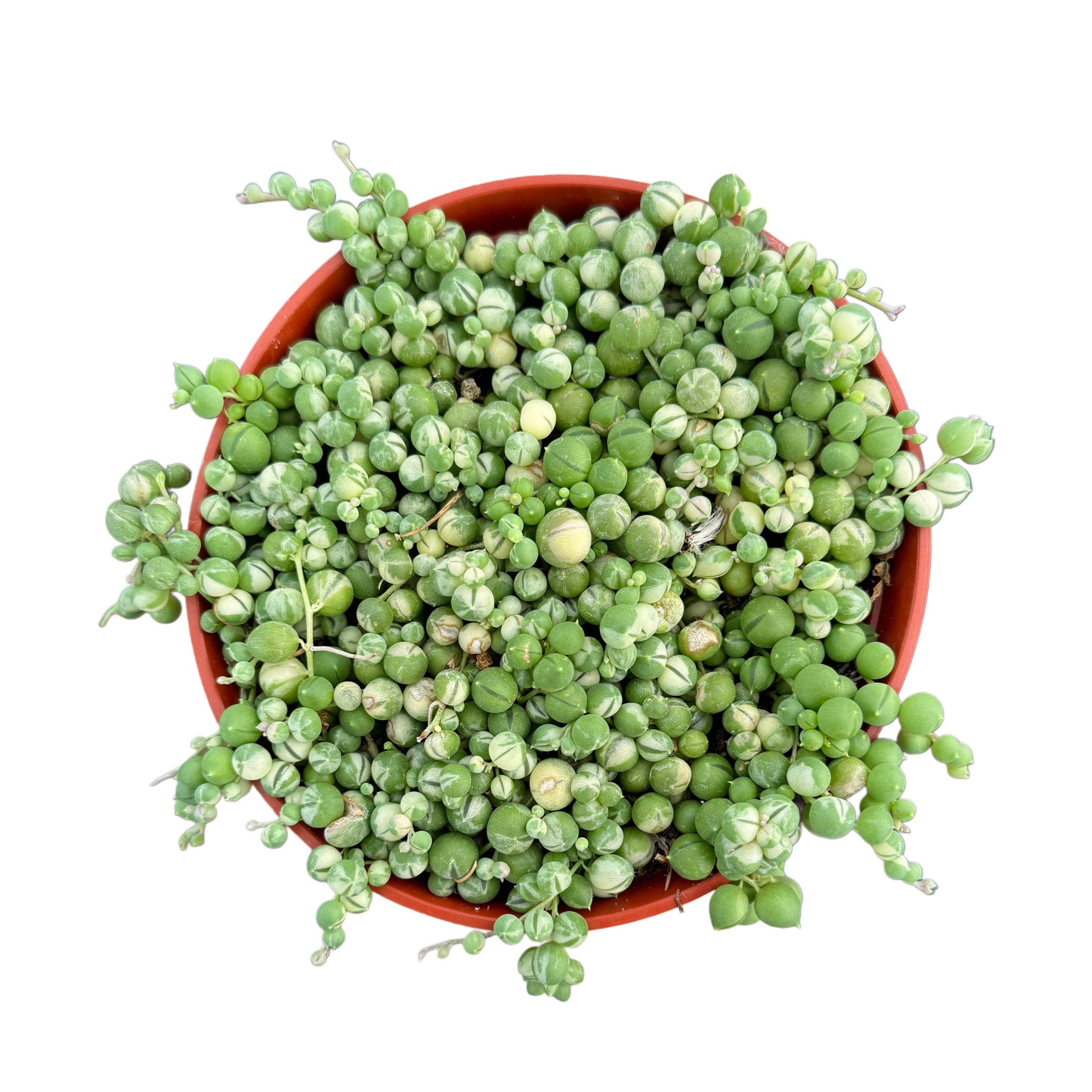 Variegated String of Pearls | Natural Roots Nursery